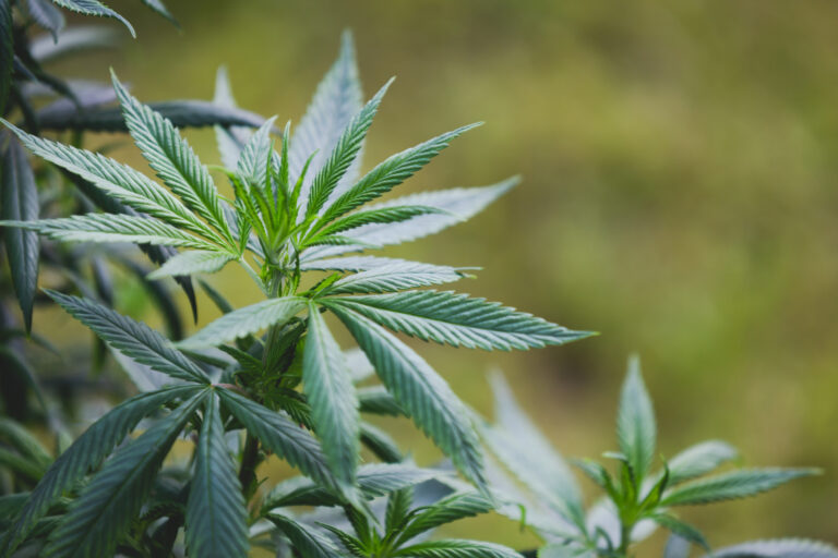 Industrial Hemp Cultivation Rules in Australia – 2025 Overview